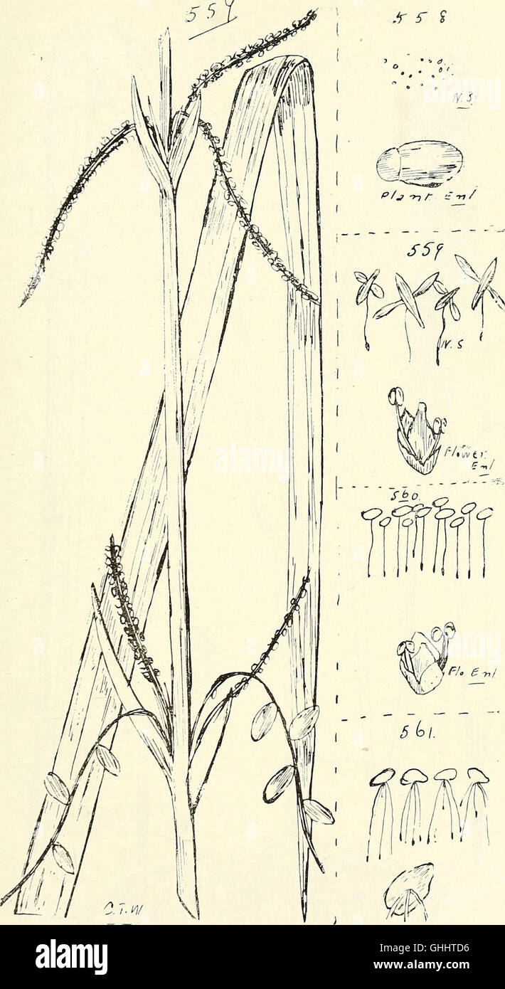 This catalogue provides a detailed list of both indigenous and ...