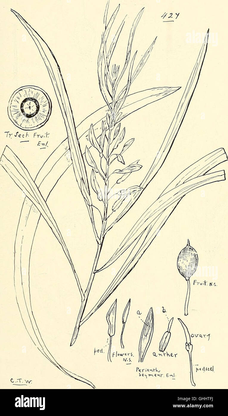 This comprehensive catalogue of Queensland plants includes both ...