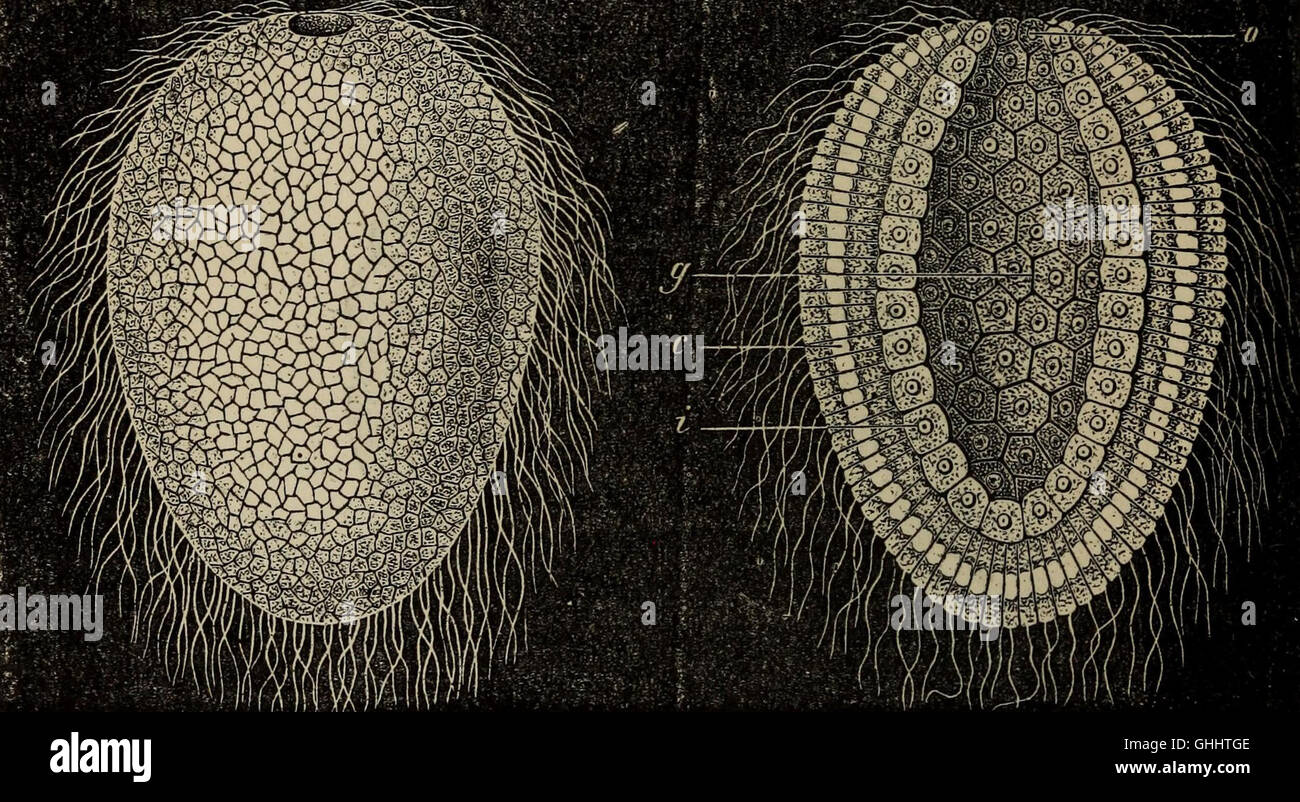 'The Pedigree of Man' (1903) explores the evolutionary history of ...
