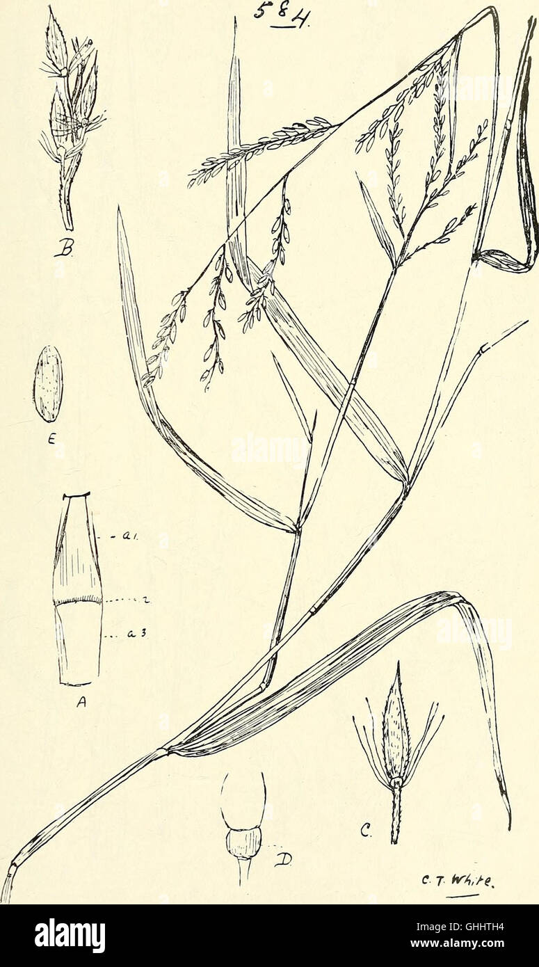 A comprehensive catalog of plants in Queensland, including indigenous ...