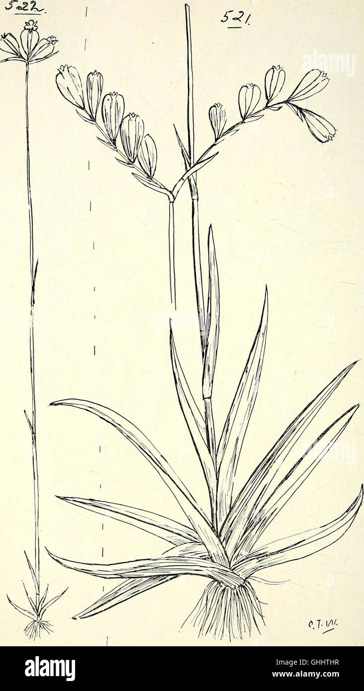 A comprehensive catalogue from 1905 listing both indigenous and ...