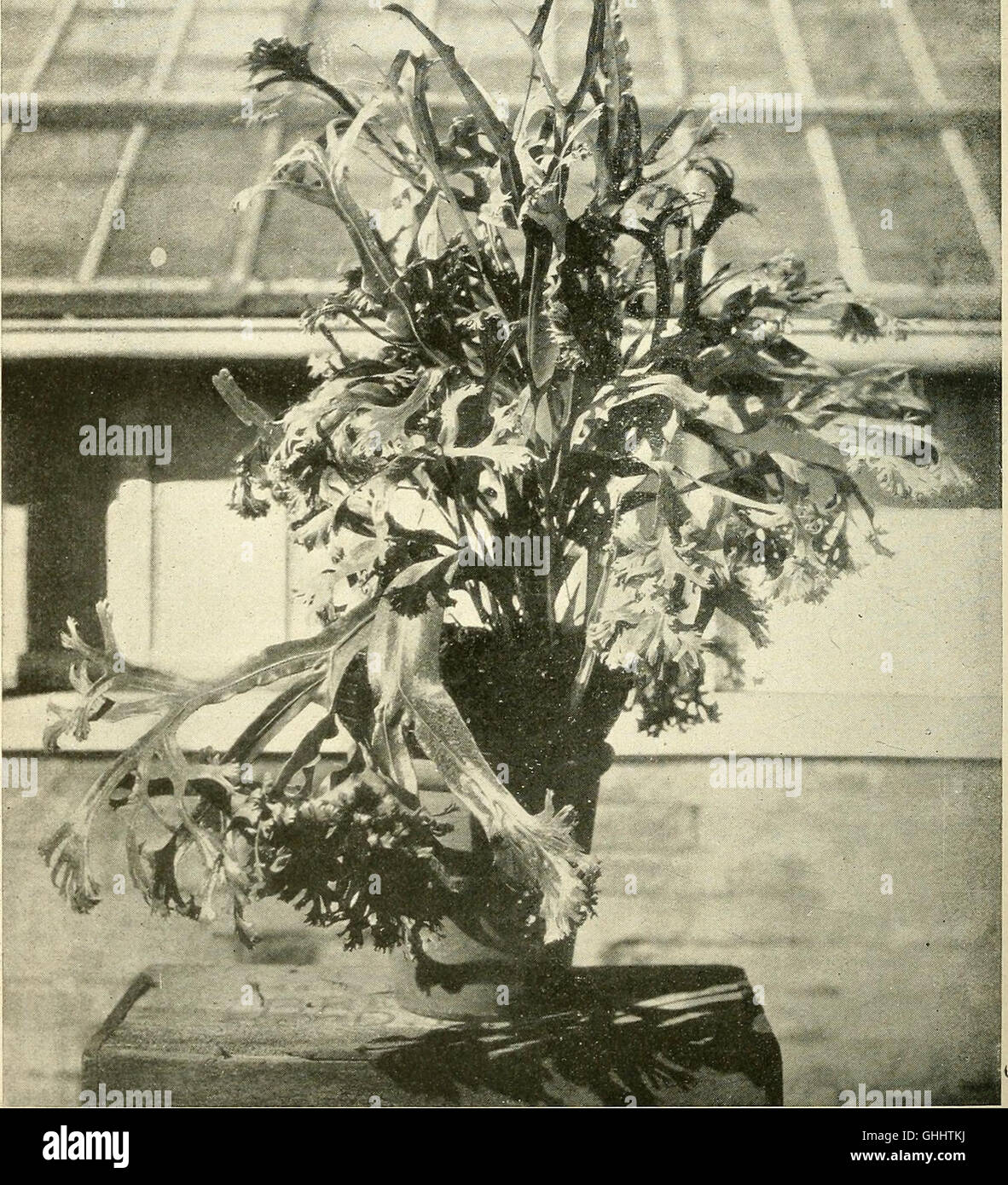 This catalogue presents a comprehensive list of plants found in ...