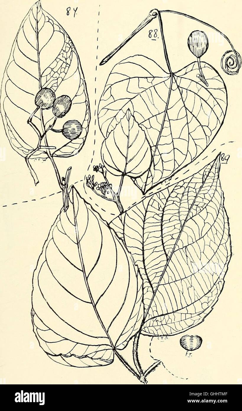 This catalogue provides a detailed list of Queensland plants, including ...
