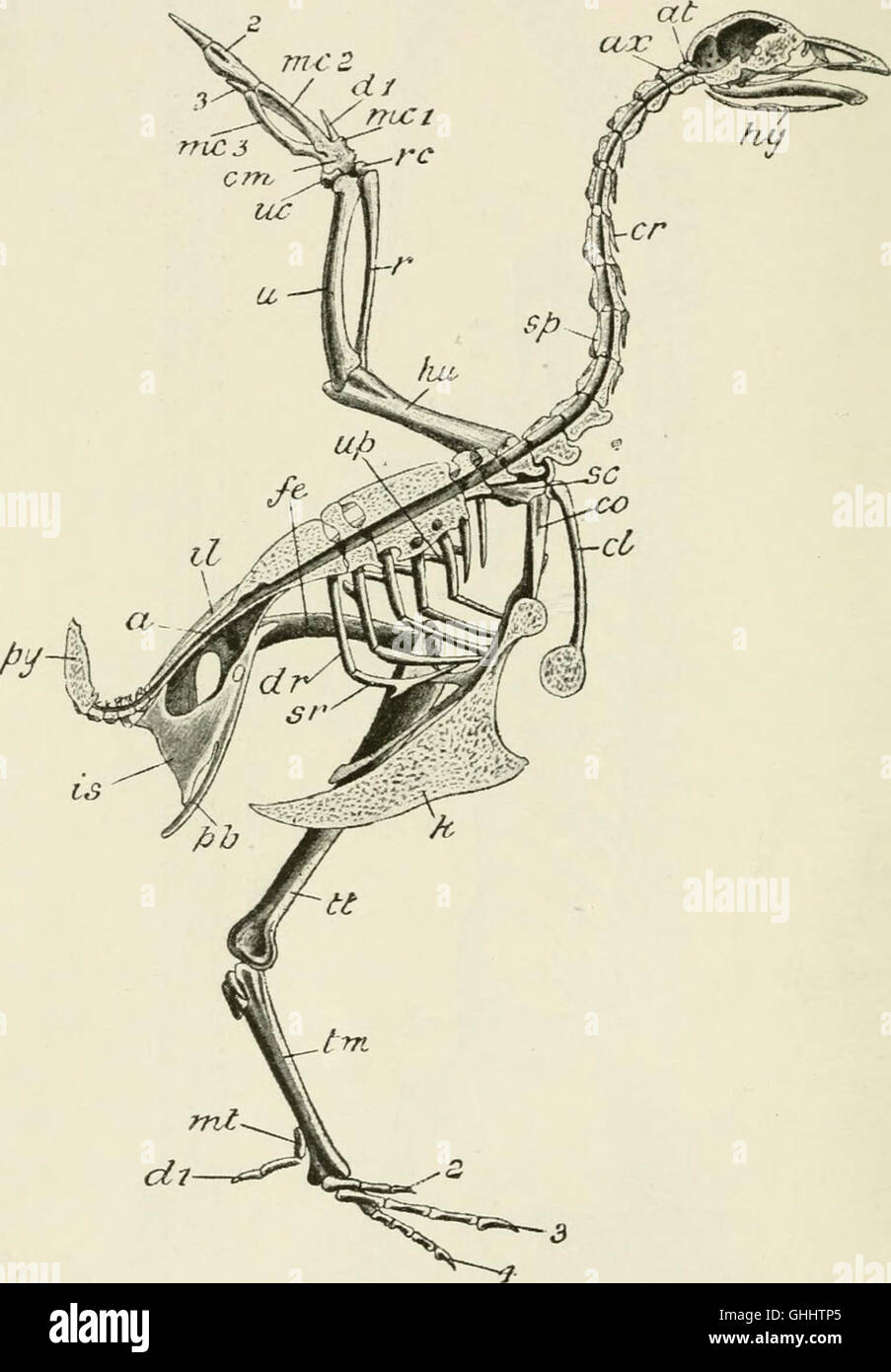 This 1895 text offers an in-depth look at the anatomy and behavior of ...