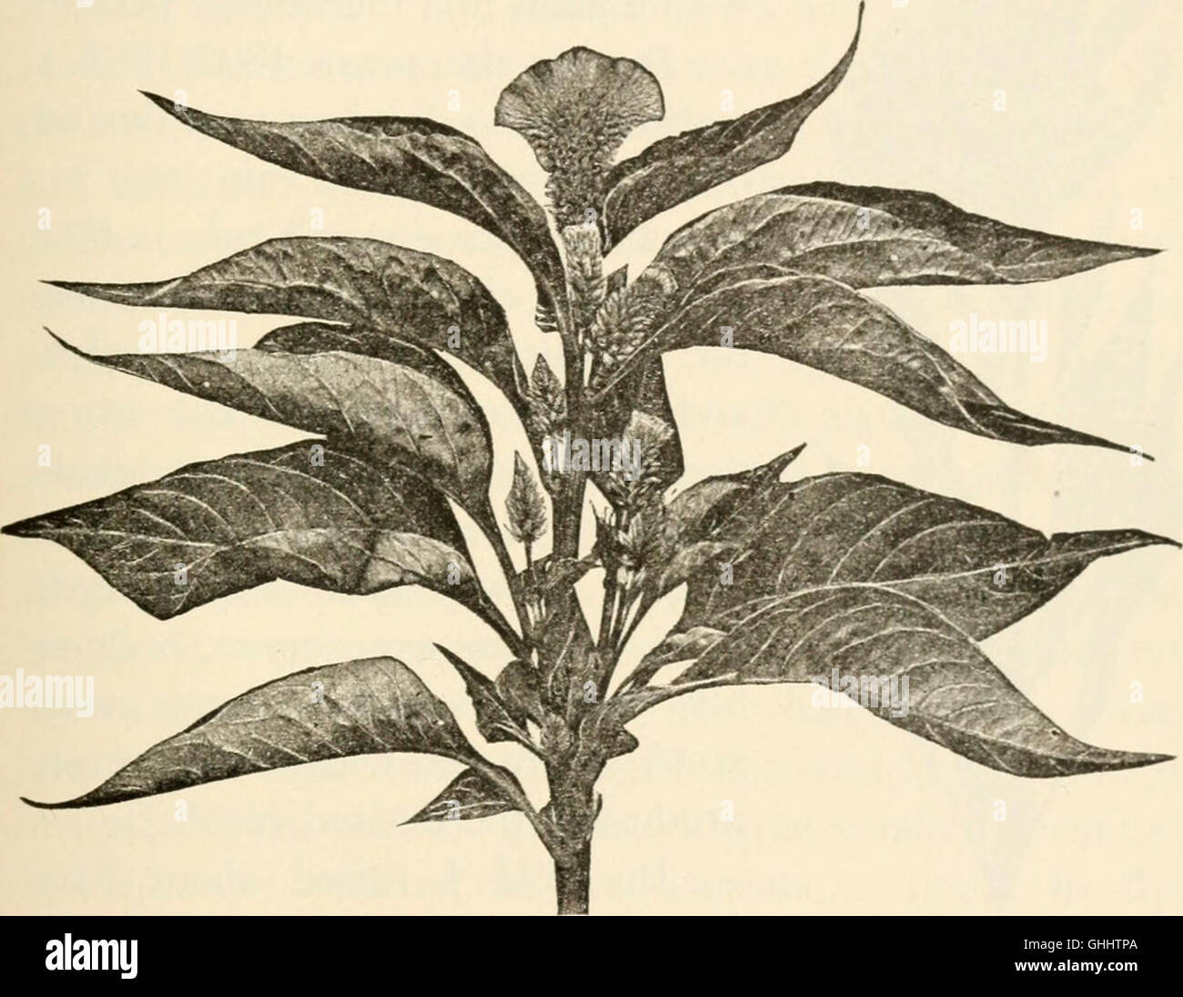 'The Mutation Theory' (1909) explores the genetic theory of evolution ...
