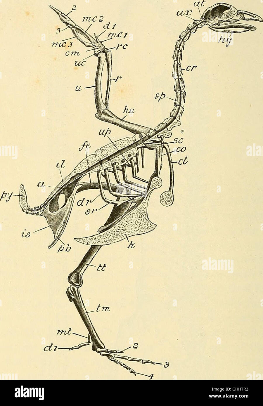 'The Structure and Life of Birds' (1895) examines the anatomy and ...