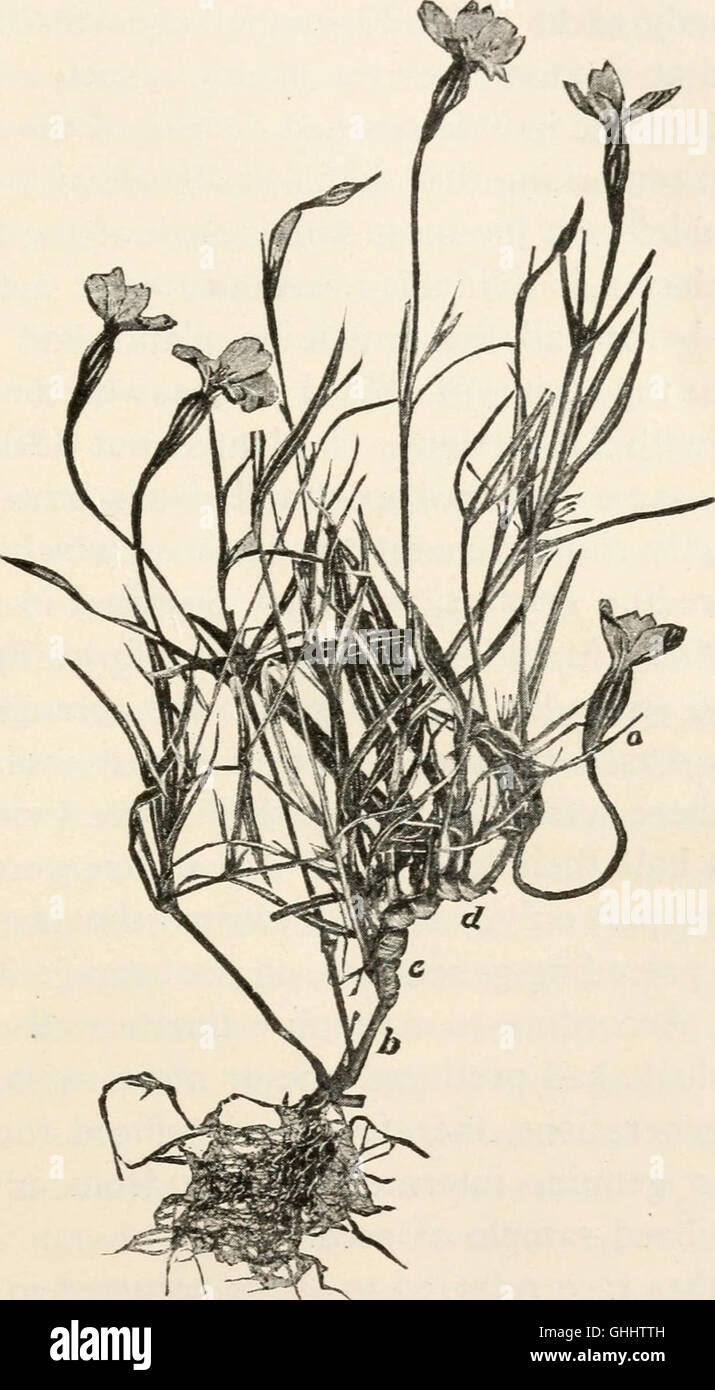 The Mutation Theory (1909) explores experiments and observations ...