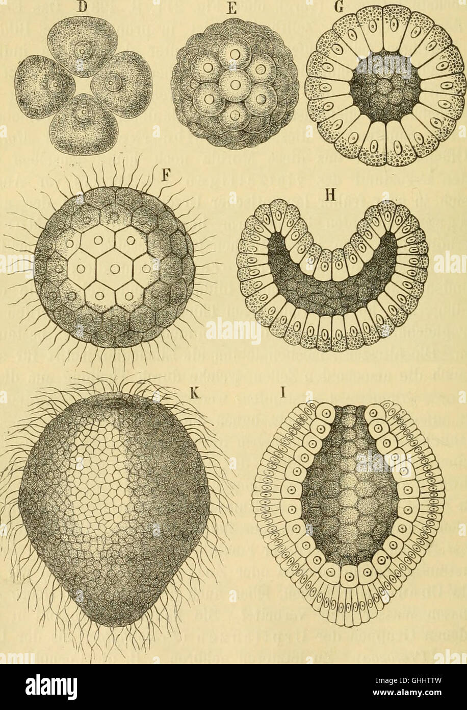 *Anthropogenie* (translated: Anthropogeny) is a work focused on the ...