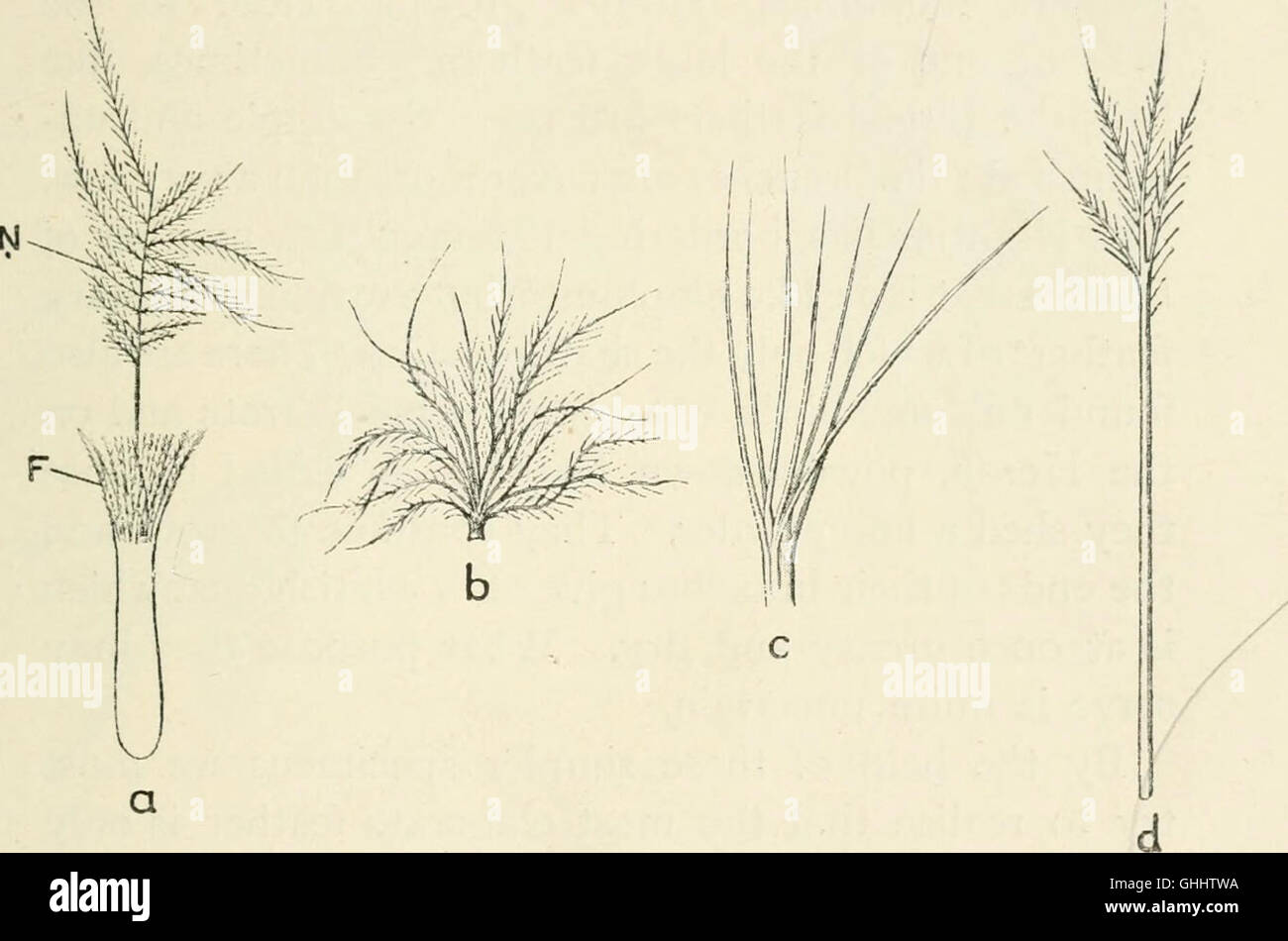 'The Structure and Life of Birds' (1895) is a biological study of bird ...