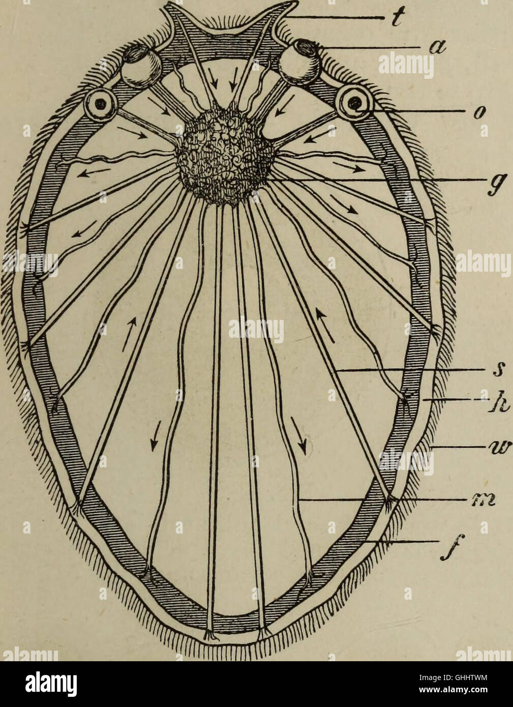 This 1903 work by Charles Darwin explores human evolution and other ...