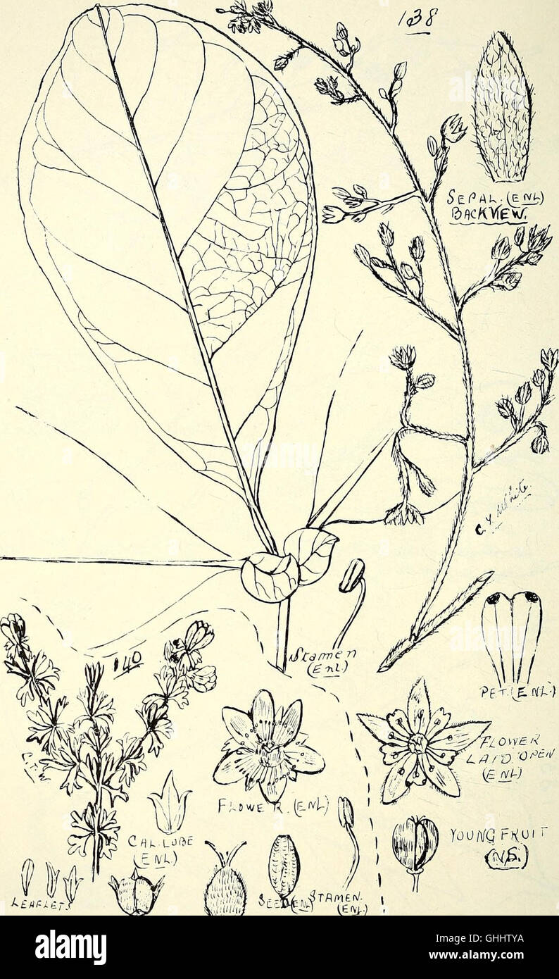A catalogue documenting Queensland's plant species, both indigenous and ...