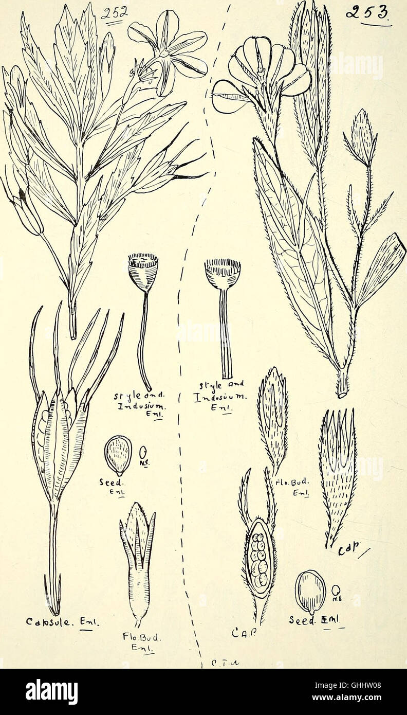 A detailed catalogue documenting Queensland’s plant species, including ...