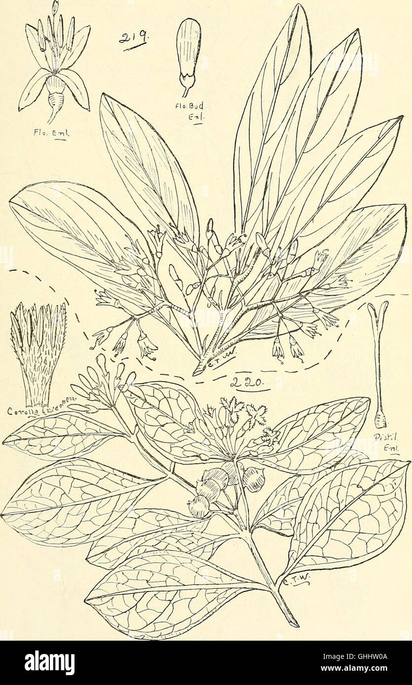 This comprehensive catalogue of Queensland plants includes both ...