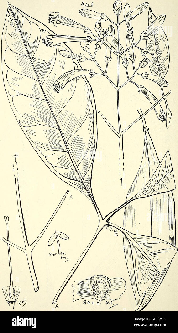 This catalogue offers a thorough listing of indigenous and naturalized ...