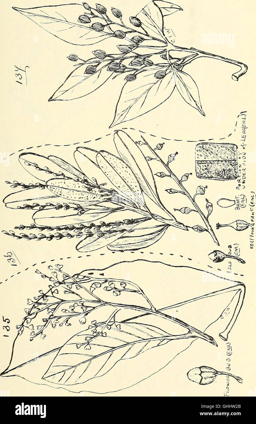 This catalogue offers a comprehensive list of Queensland plants, both ...