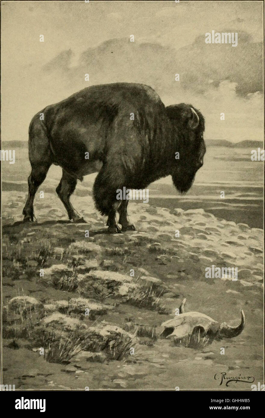 Musk-ox, bison, sheep, and goat (1904 Stock Photo - Alamy