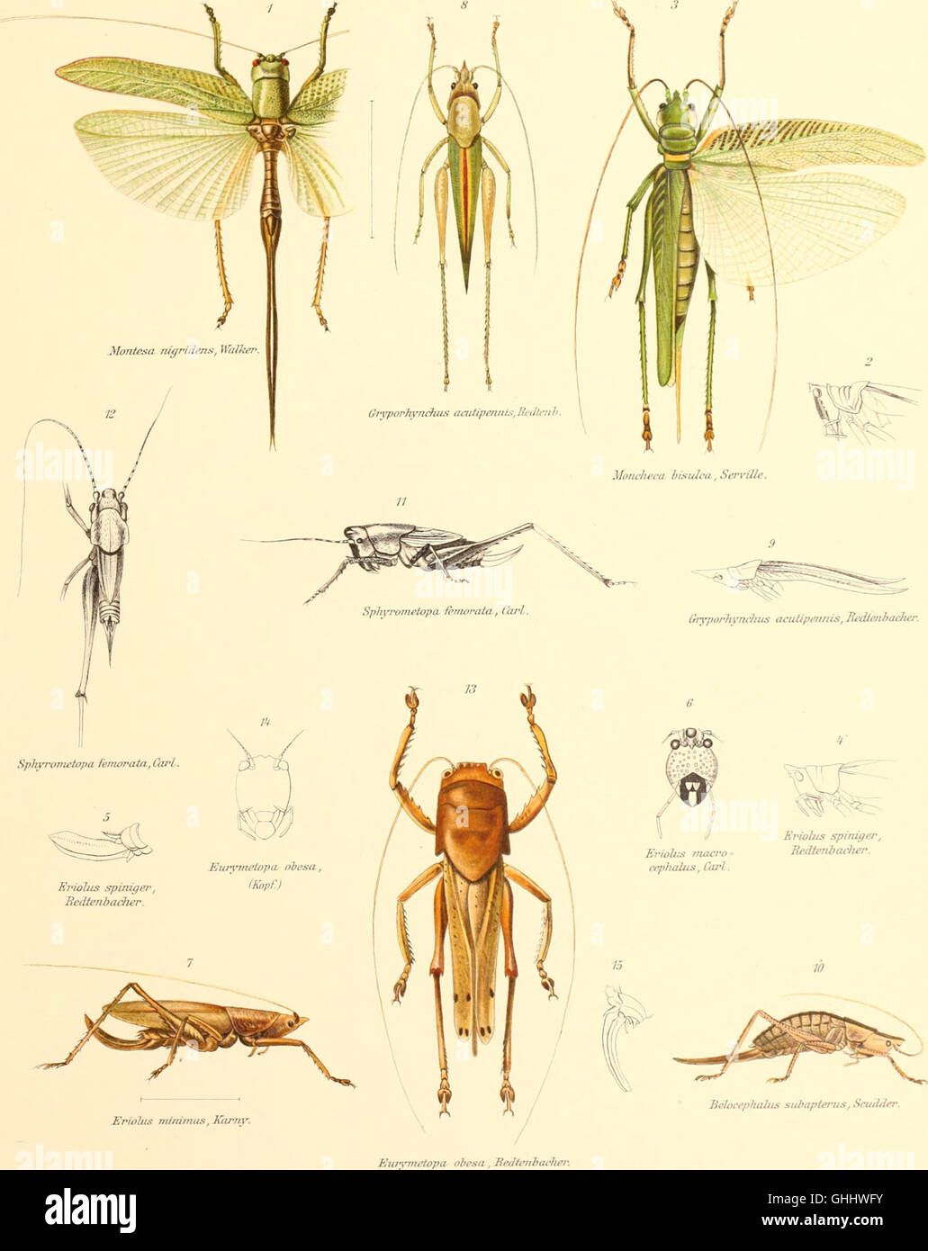 This 1912 work on Genera Insectorum focuses on the classification of ...