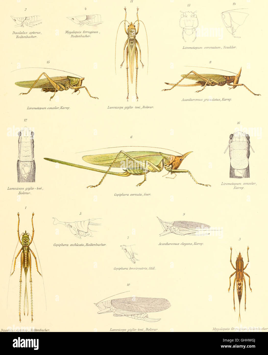 *Genera Insectorum* (1912) provides an in-depth classification of ...