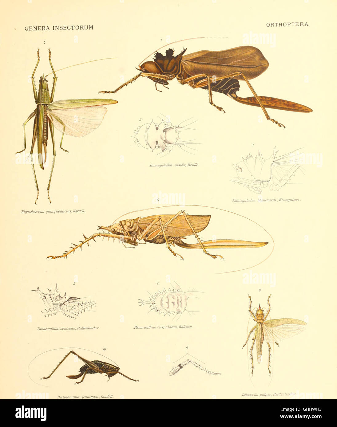 *Genera insectorum* (1912) is a work focused on the classification of ...