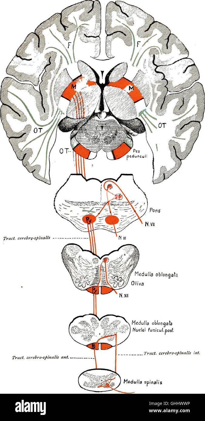 Brain fibre tracts hi-res stock photography and images - Alamy