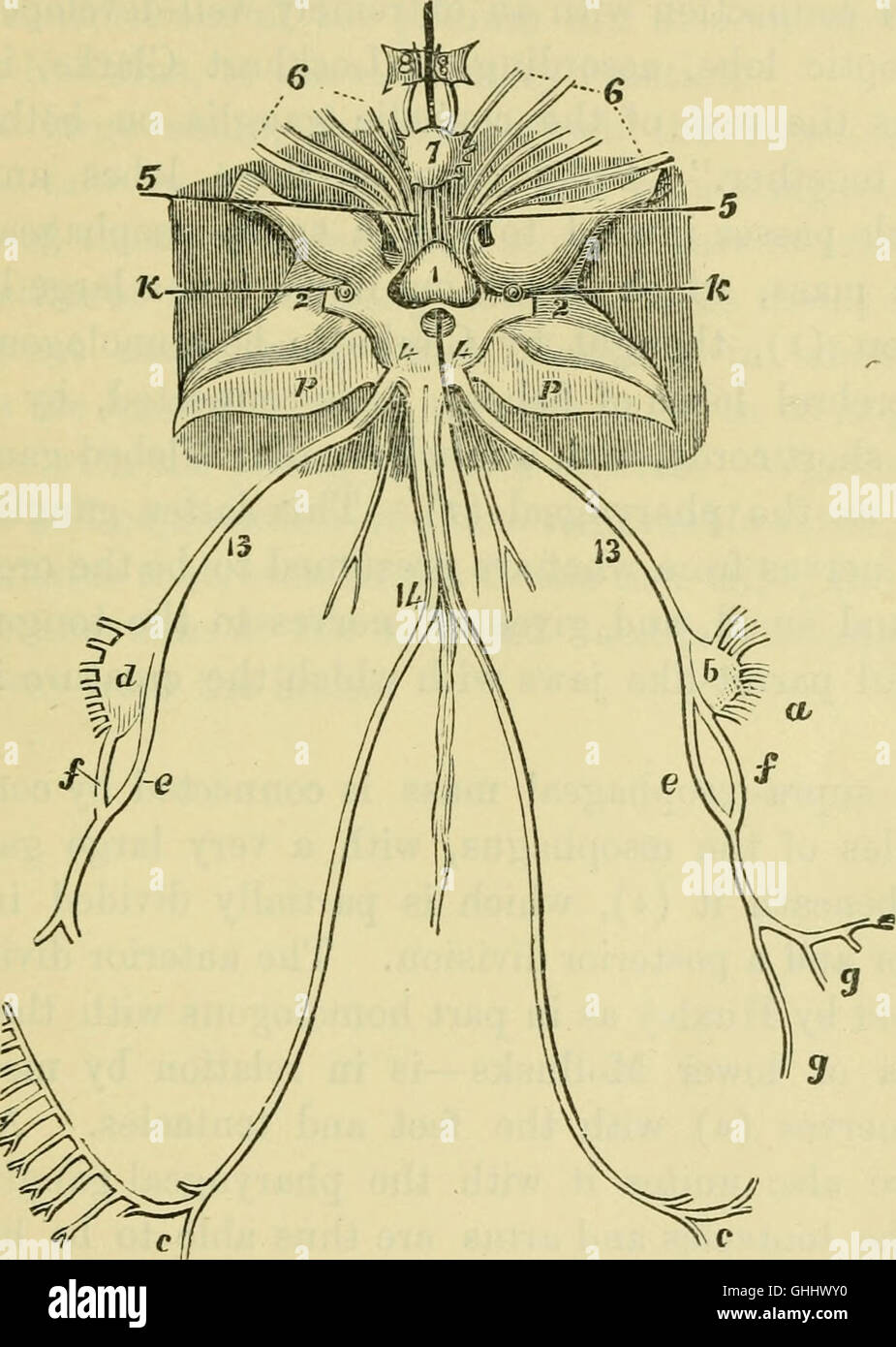 'The Brain as an Organ of Mind' (1896) explores the connection between ...