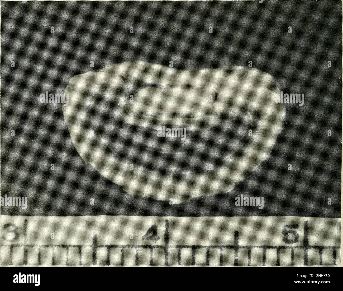 The Australian zoologist (1978 Stock Photo - Alamy