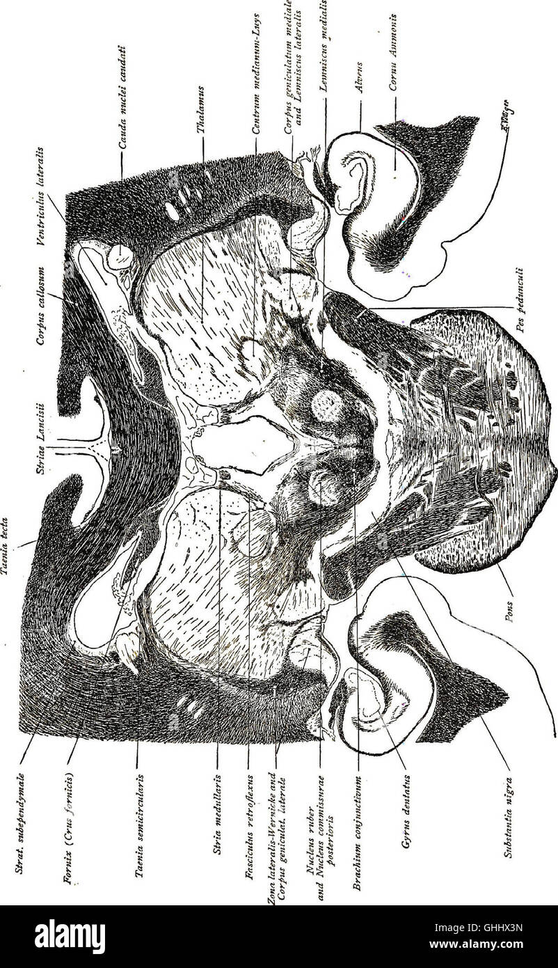 This 1912 manual offers a detailed guide to the study of the brain and ...