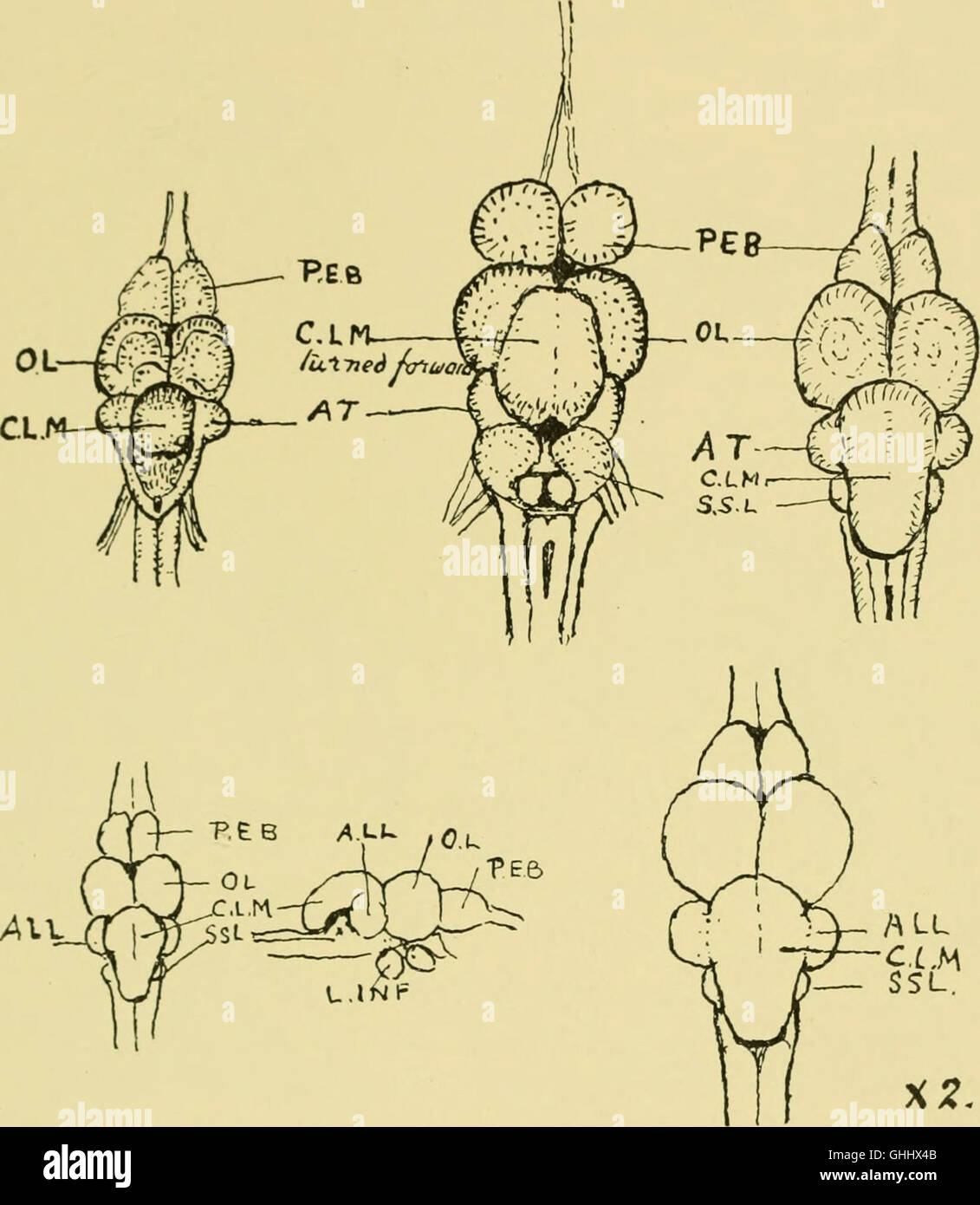 'Brain and Body of Fish' (1940) investigates the relationship between ...