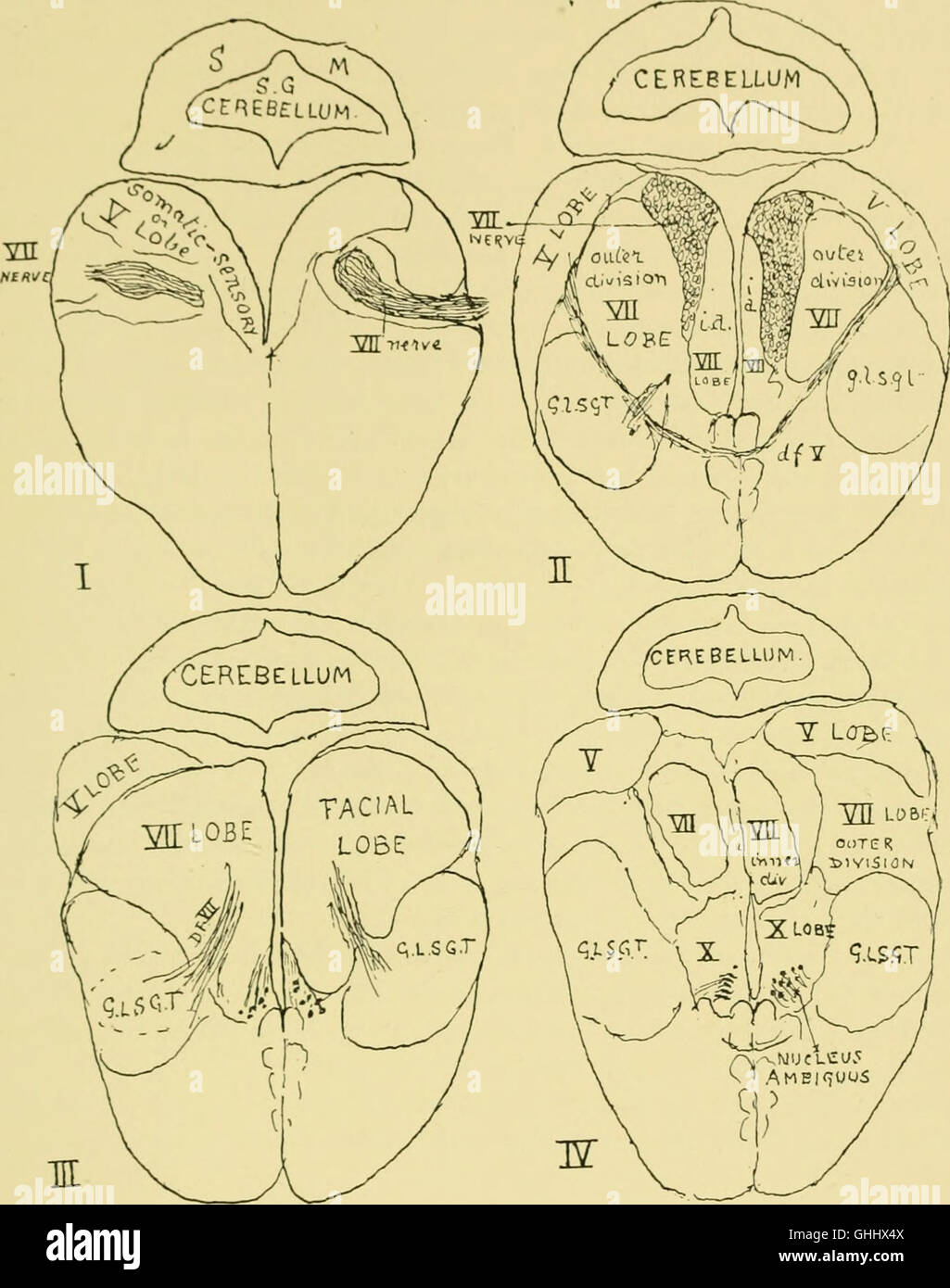 This study (1940) examines the brain patterns of fish and their ...