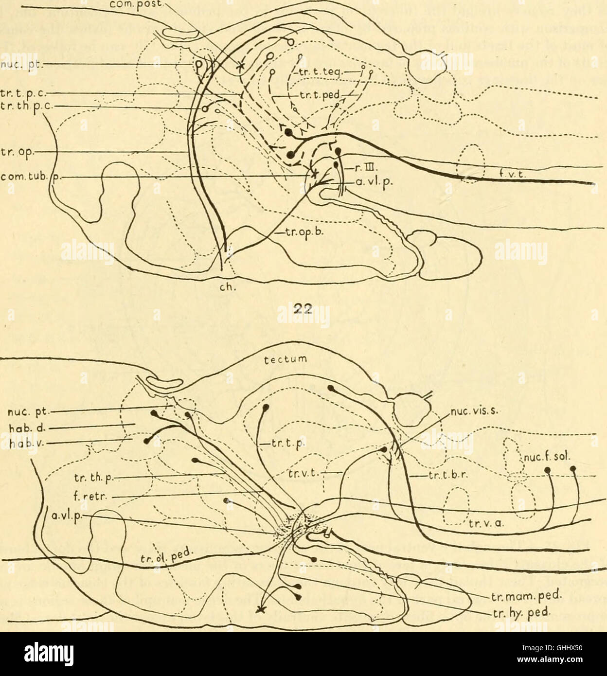 The Brain of the Tiger Salamander, Ambystoma tigrinum (1948) examines ...