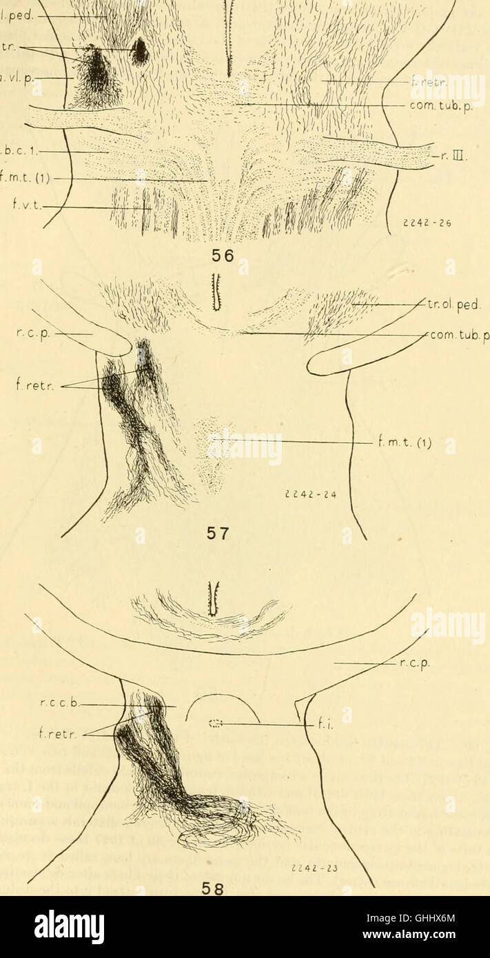 This study (1948) explores the brain structure and function of the ...