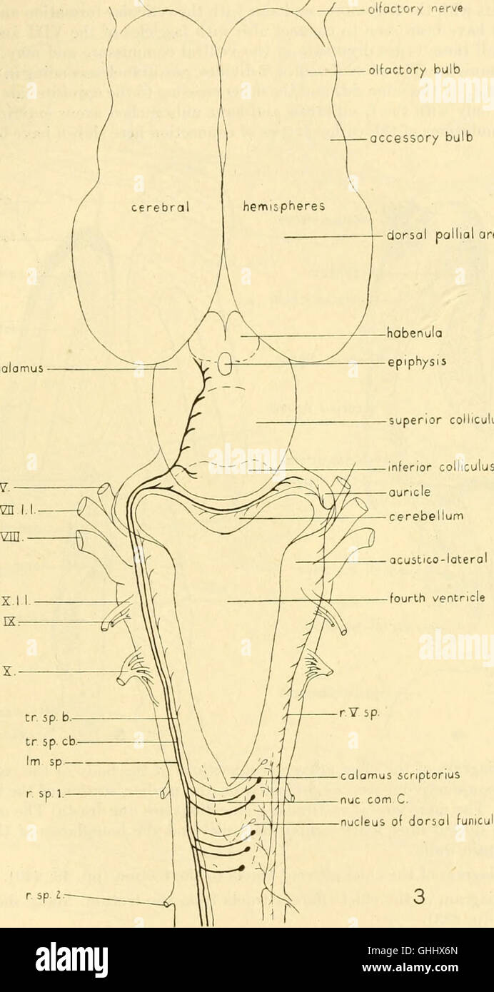 Salamander anatomy hi-res stock photography and images - Alamy