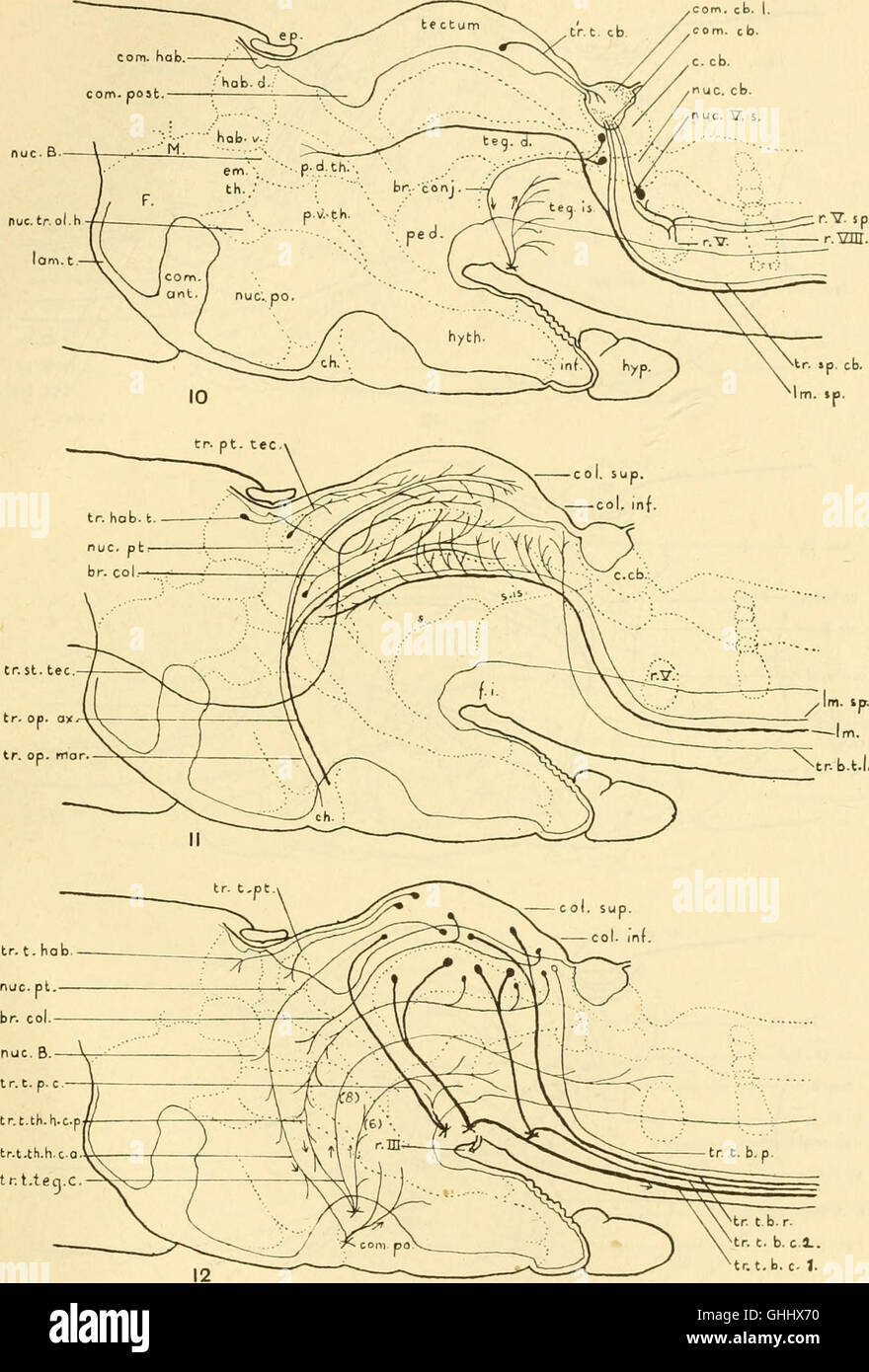 This study explores the brain structure of the tiger salamander ...