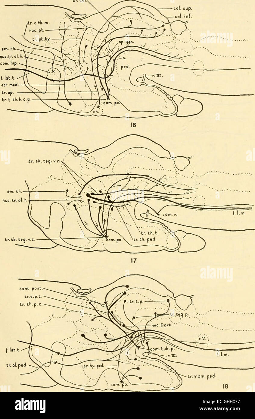 This 1948 study investigates the brain structure and function of the ...