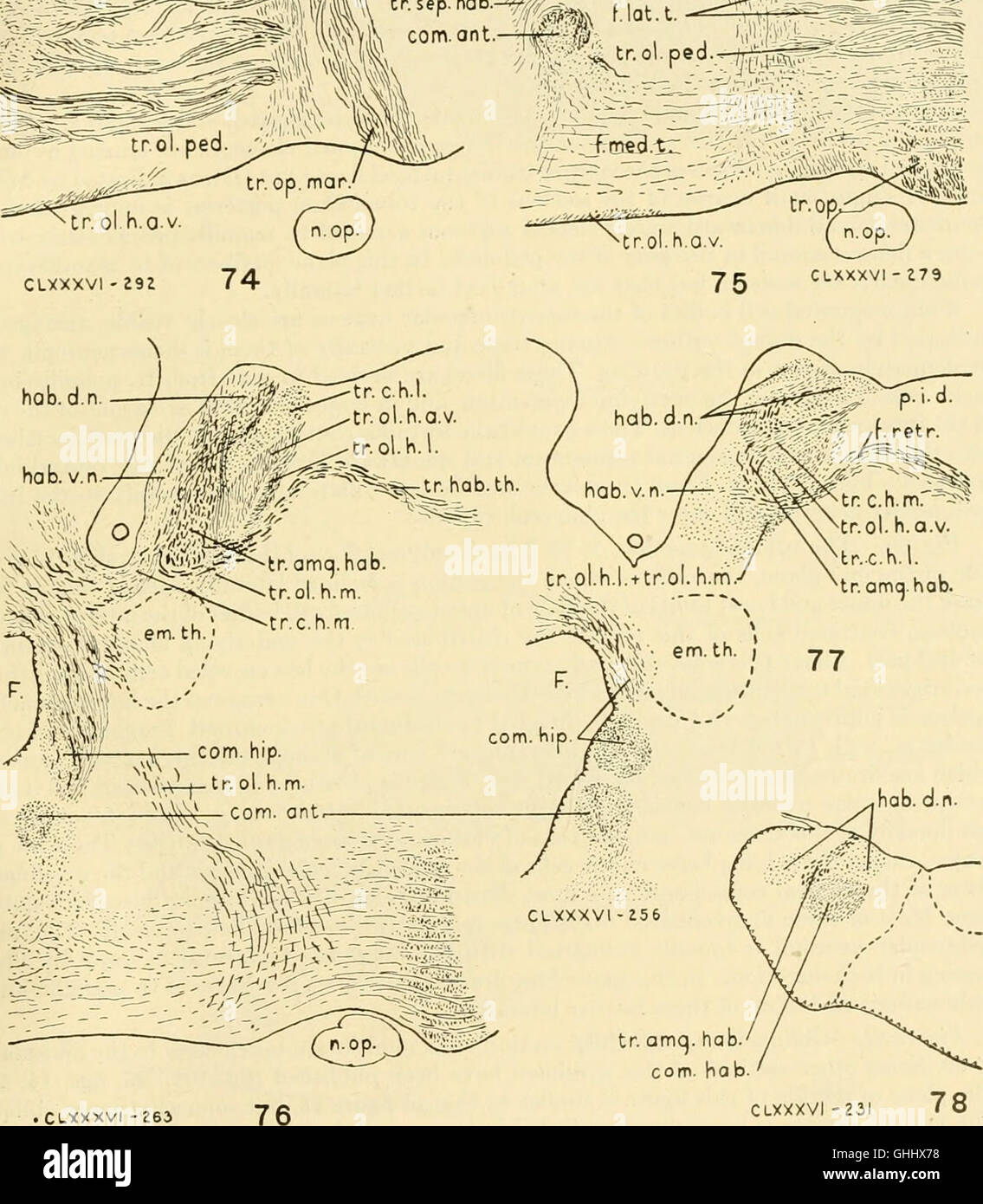 *The Brain of the Tiger Salamander, Ambystoma tigrinum* (1948) studies ...
