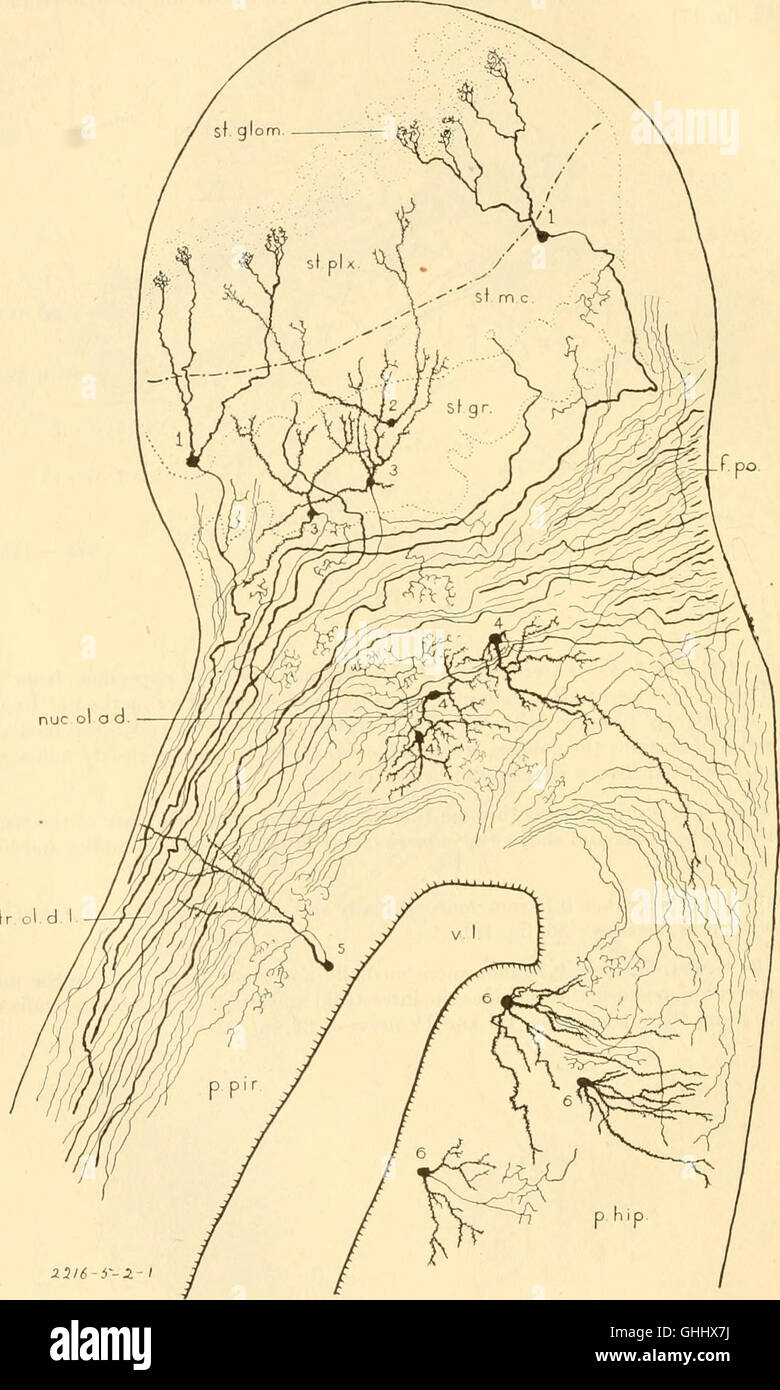 A 1948 study focused on the anatomy of the tiger salamander's brain ...