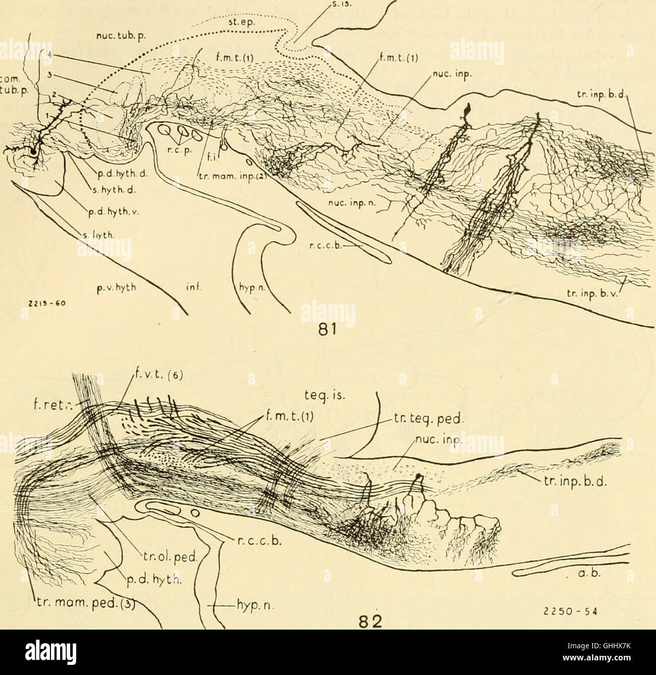 Brain tiger salamander ambystoma tigrinum hi-res stock photography and ...