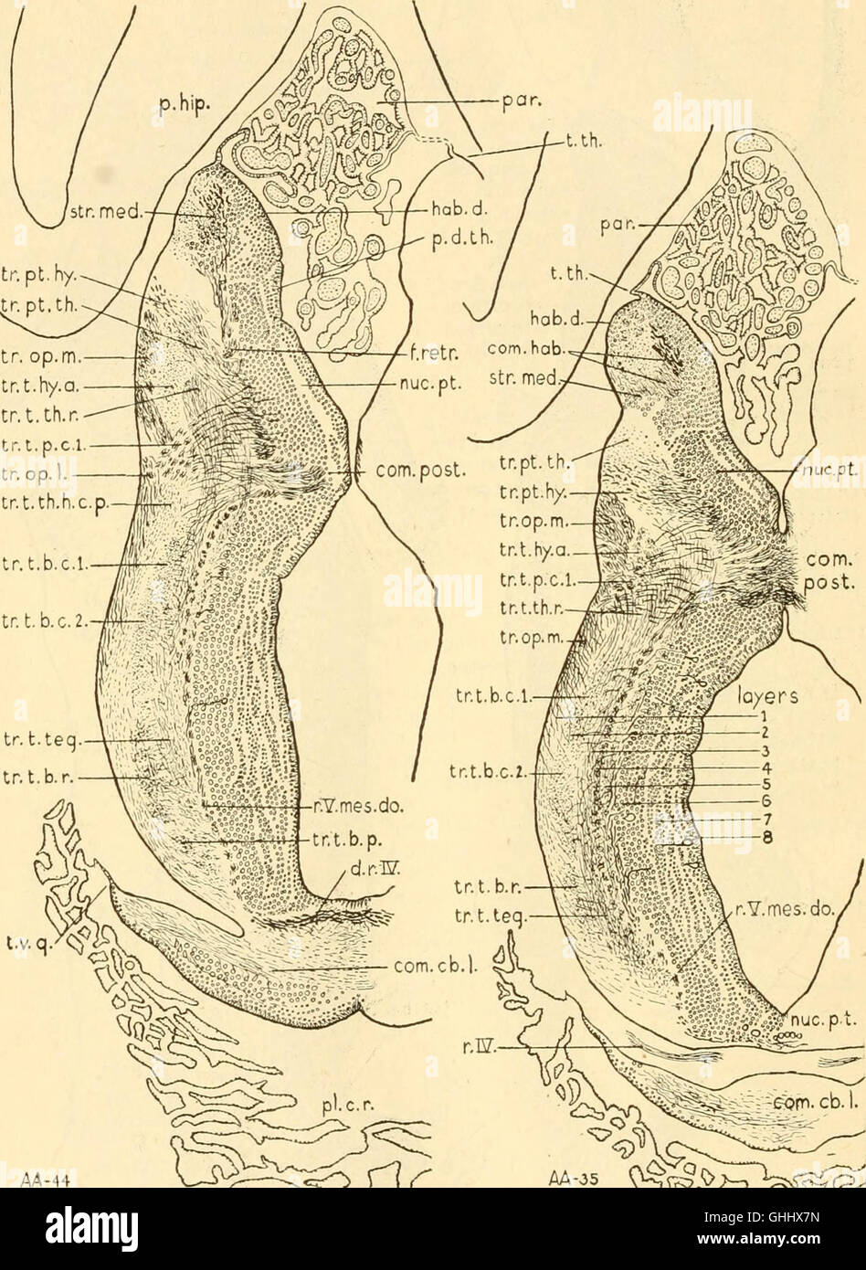 This 1948 study focuses on the brain structure of the tiger salamander ...