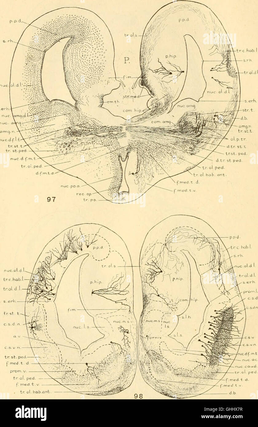This 1948 scientific study examines the brain of the tiger salamander ...
