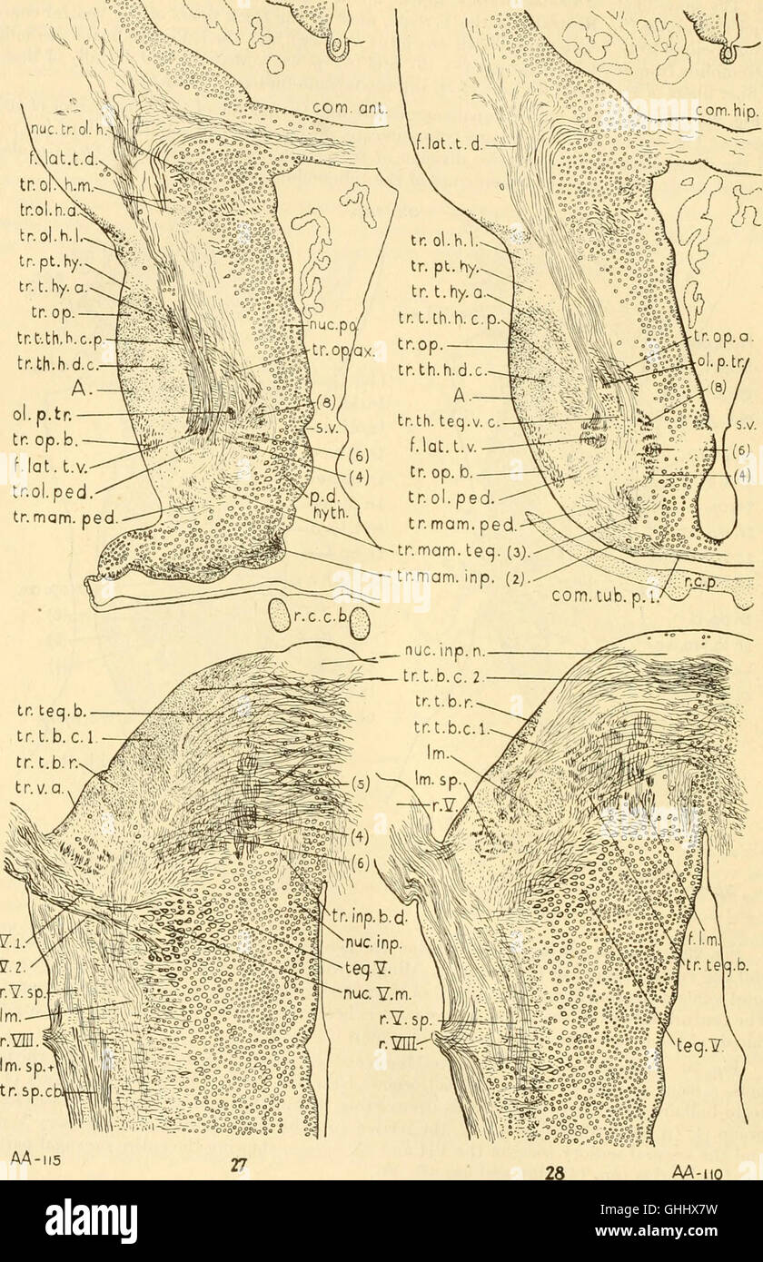 This 1948 study examines the brain of the tiger salamander (Ambystoma ...