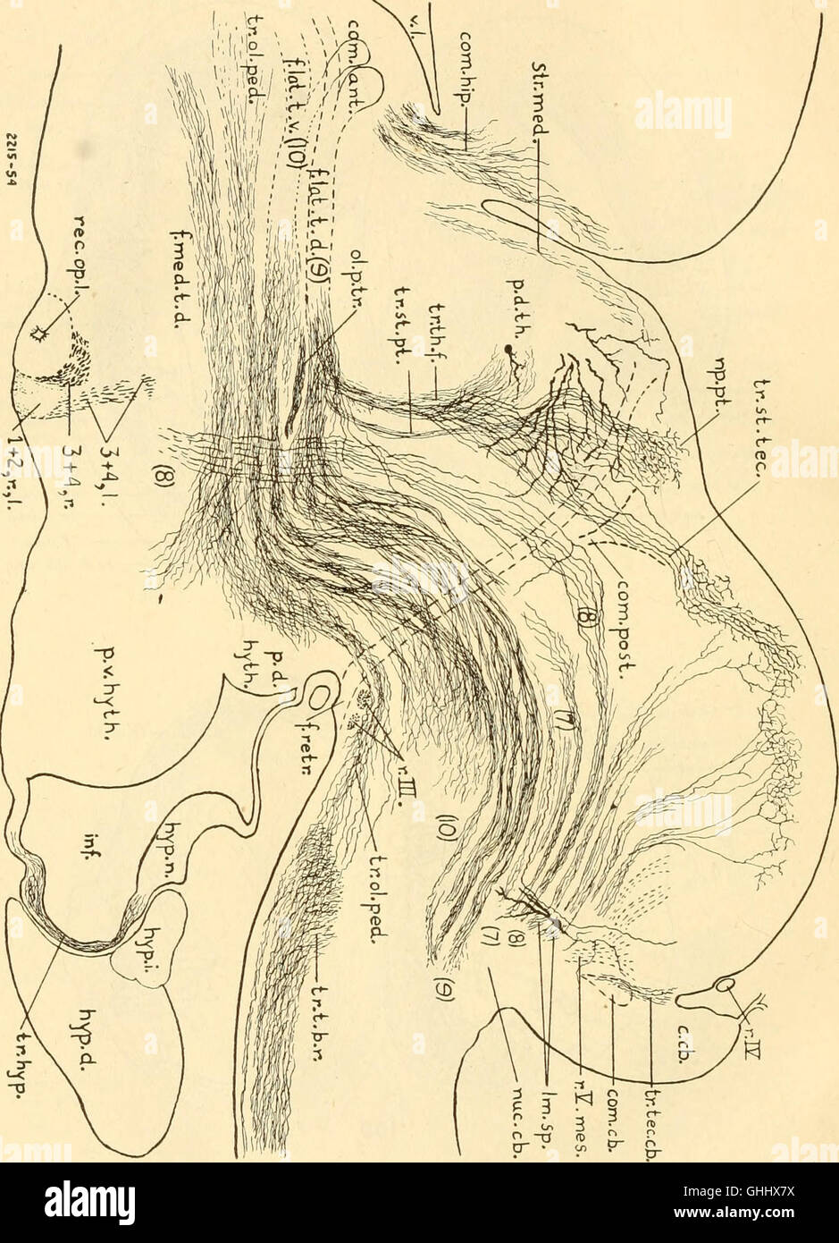 This 1948 study focuses on the brain of the tiger salamander, Ambystoma ...