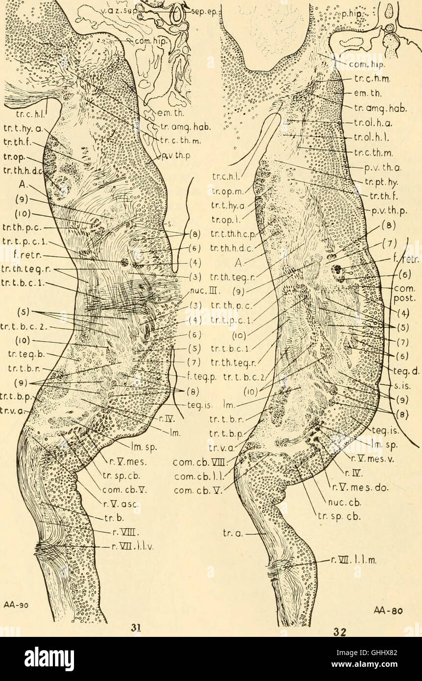 This 1948 study examines the brain structure and function of the tiger ...