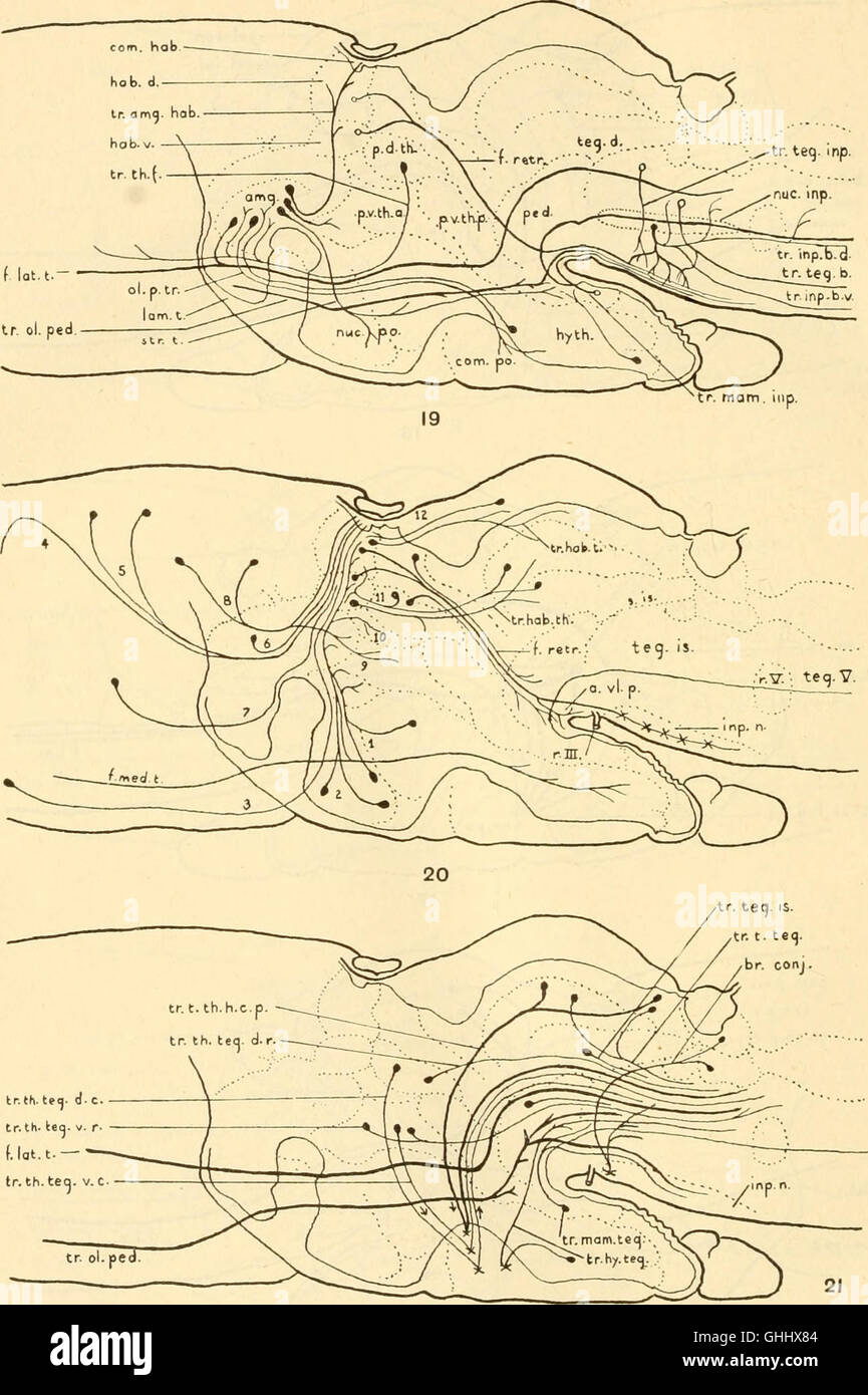 This 1948 study examines the brain of the tiger salamander, Ambystoma ...