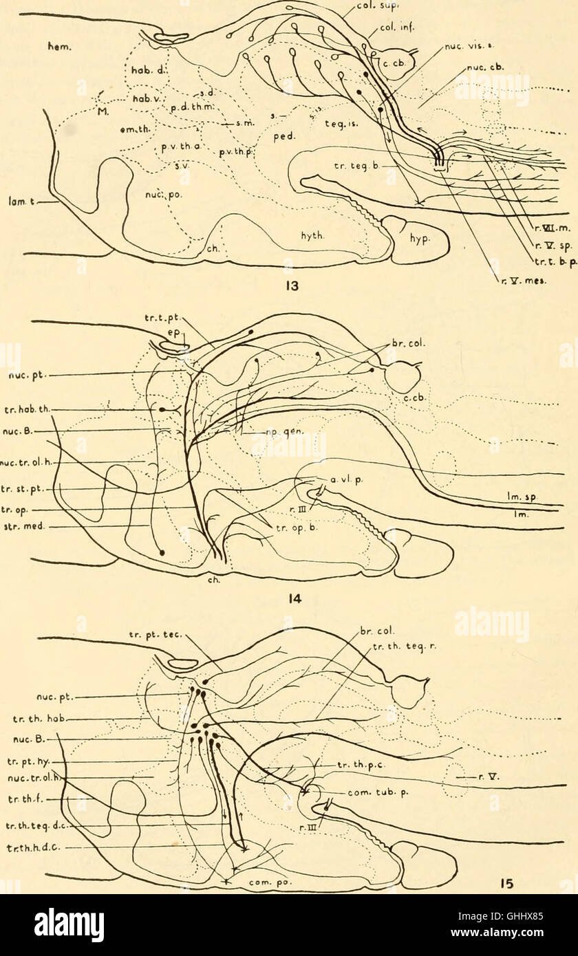*The Brain of the Tiger Salamander, Ambystoma tigrinum* (1948 ...
