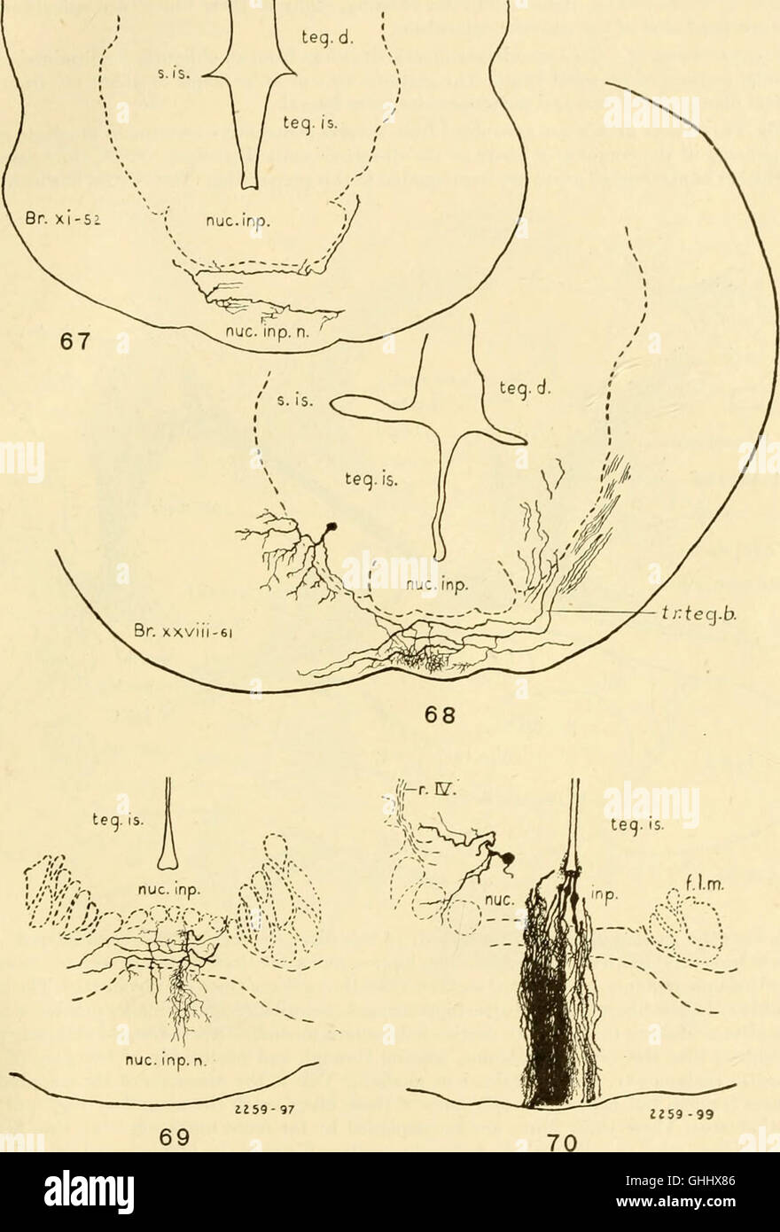 This 1948 study focuses on the brain anatomy and neurobiology of the ...