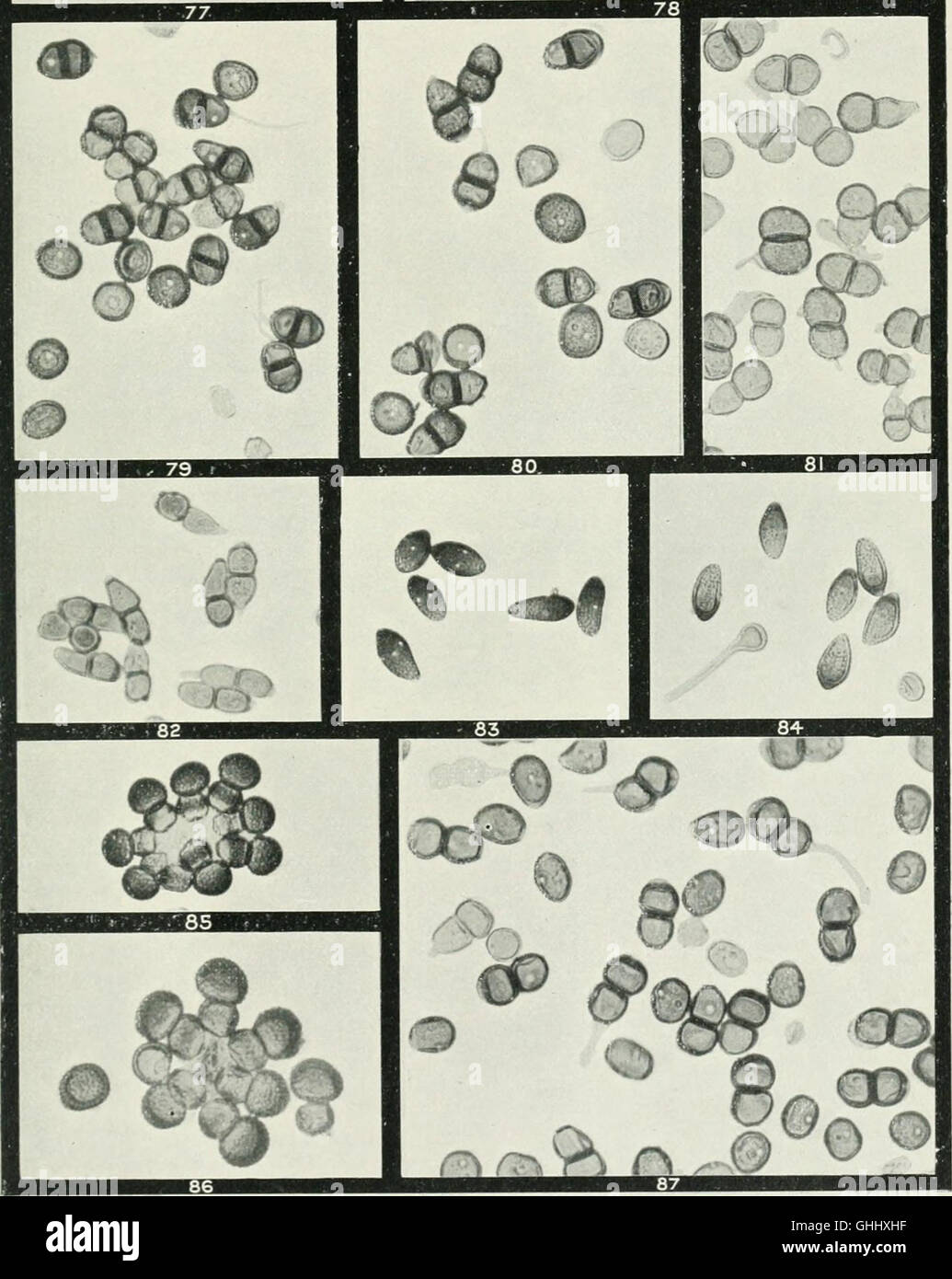 This 1906 work studies the rust fungi of Australia, describing their ...