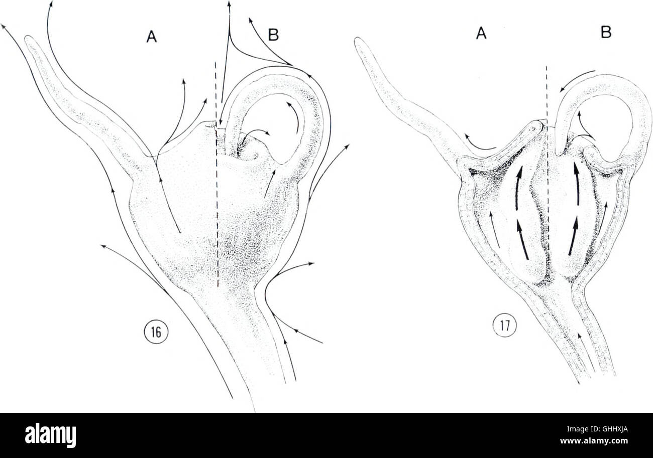 *The Biological Bulletin* is a scholarly journal focusing on biological ...