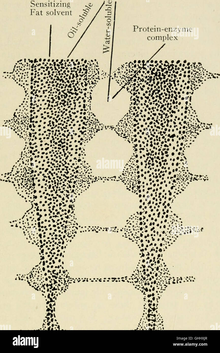 This 1949 work surveys the application of biophysics in medicine ...