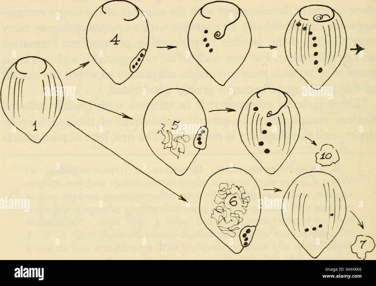 The biology of Stentor (1961 Stock Photo - Alamy