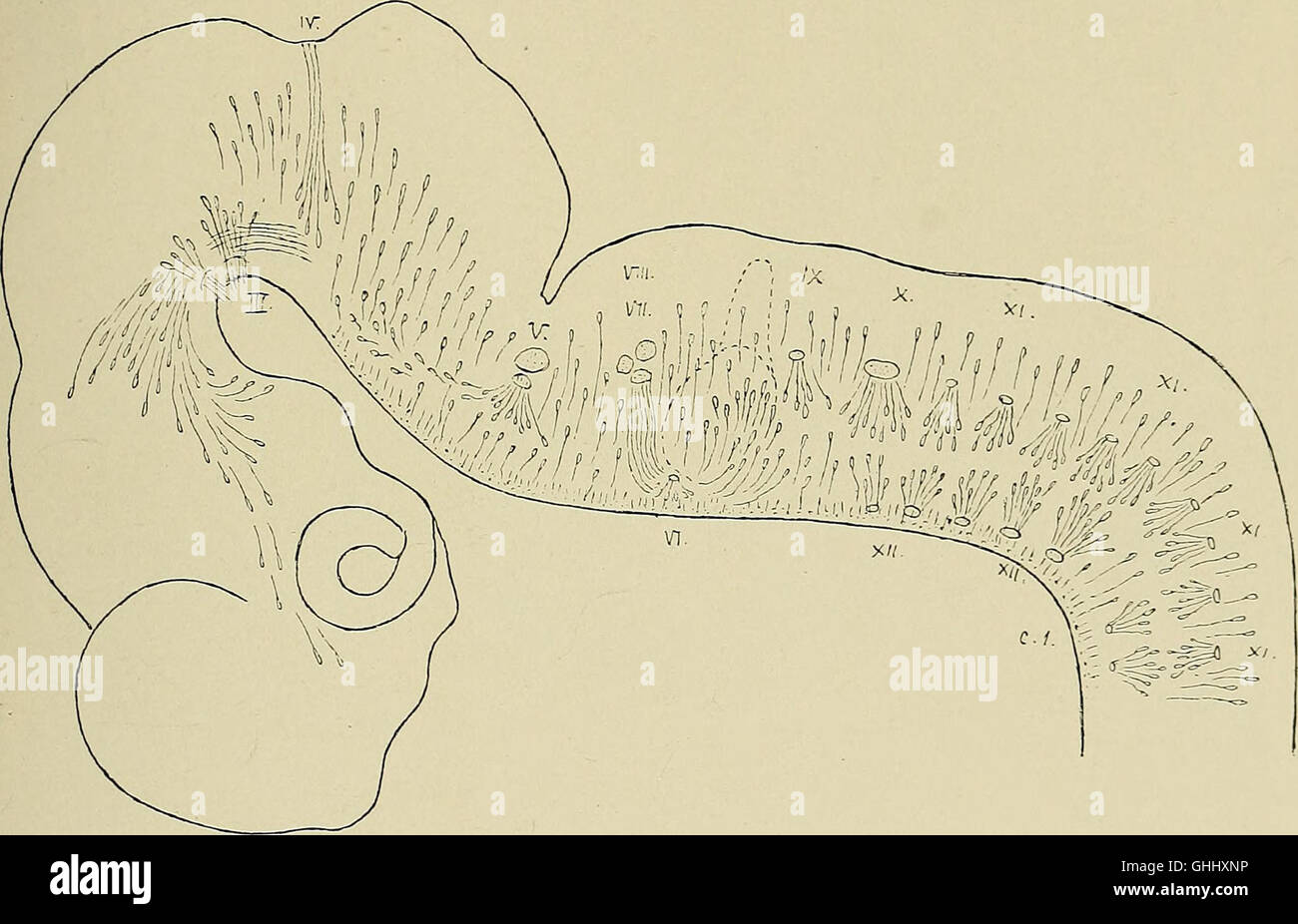 A 1904 German study on the development of the human brain during the ...